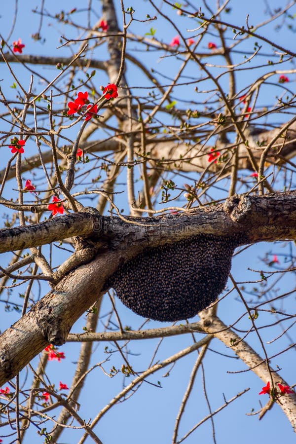 Beehive Aka Bee House on the Tree Stock Photo - Image of house, hive ...