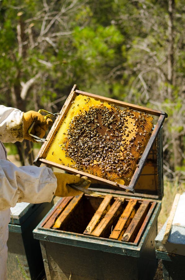 Beehive stock photo. Image of apiculture, nature, vertical - 33248764