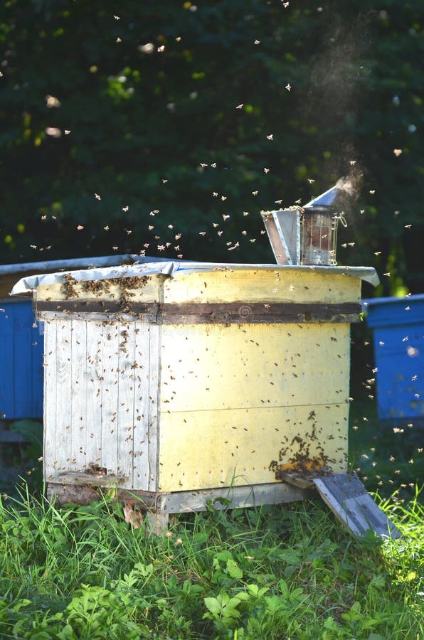 Beehive in apiary stock image. Image of garden, apiarist - 33474589