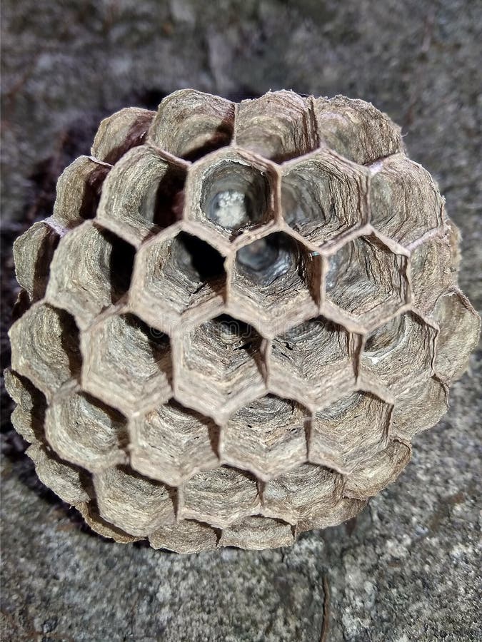 Beehive Attached To the Wall Stock Image - Image of attached, beautiful ...