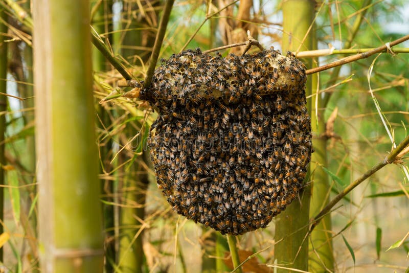 Beehive at bamboo forest stock photo. Image of beehive - 69639166