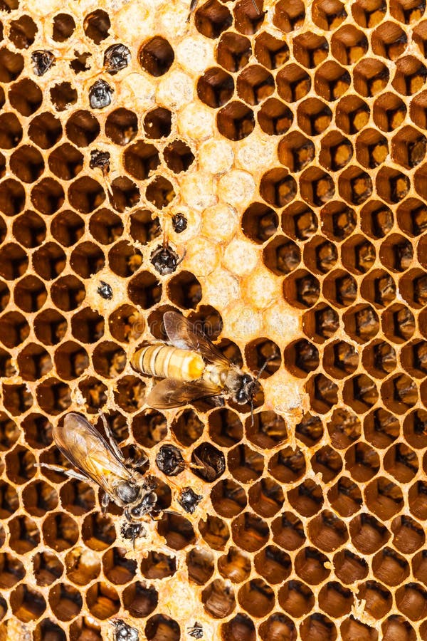 Beehive and bee stock image. Image of agility, animals - 28854237