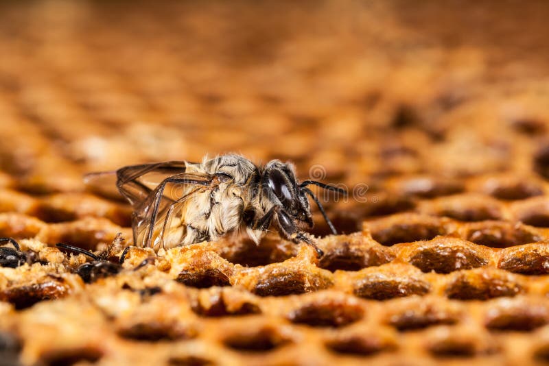 Beehive and bee stock image. Image of food, beekeeper - 28854397