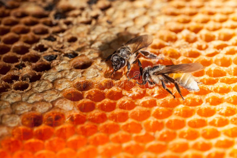 Beehive and bee stock photo. Image of beekeeper, golden - 28854572