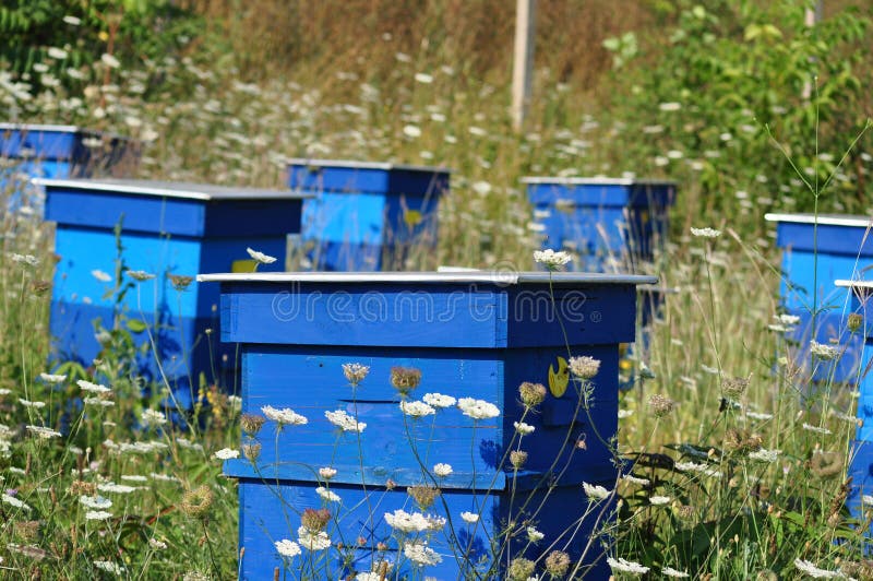 Beehive and bee stock image. Image of frame, honey, crop - 42848237