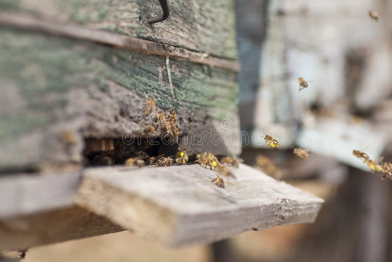 Beehive stock photo. Image of honey, beekeeping, honeycomb - 53006118
