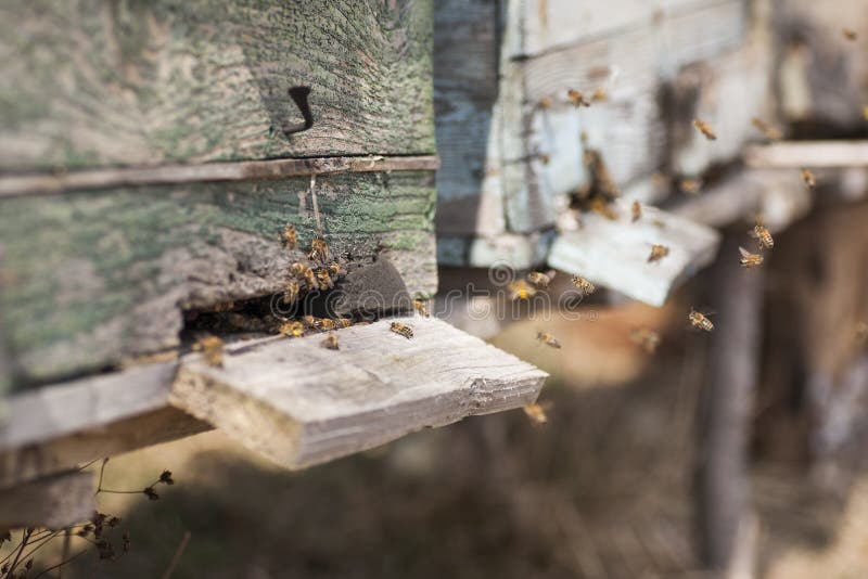 Beehive stock image. Image of home, beehive, wooden, garden - 53031889