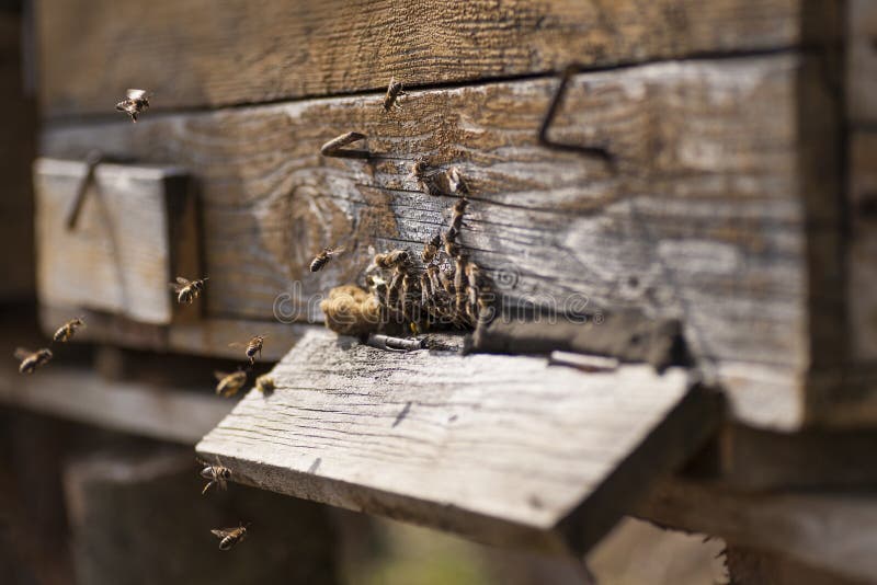 Beehive stock image. Image of garden, colony, rural, hive - 53031951