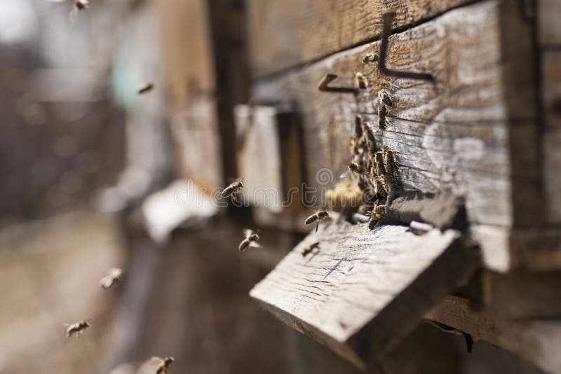 Beehive stock photo. Image of garden, summer, farm, animal - 53031988