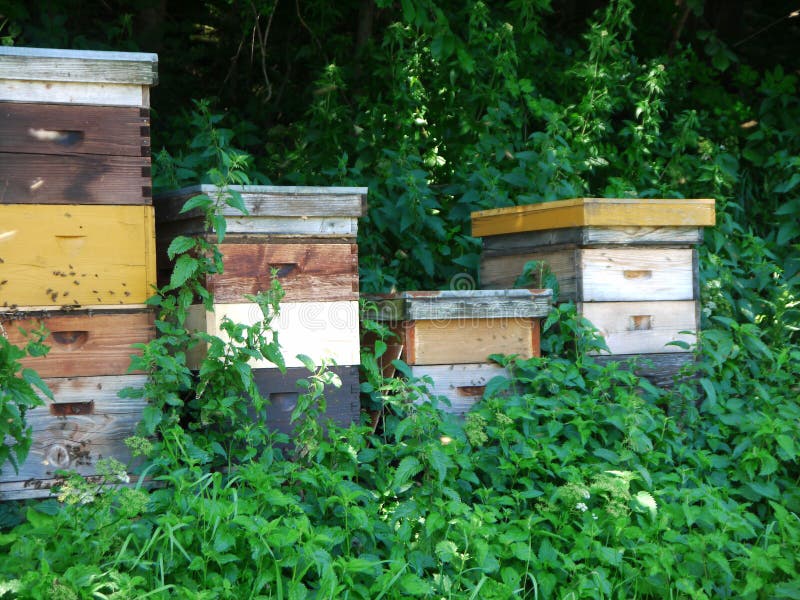 Beehive bee hives stock image. Image of hive, house, blooming - 59510981