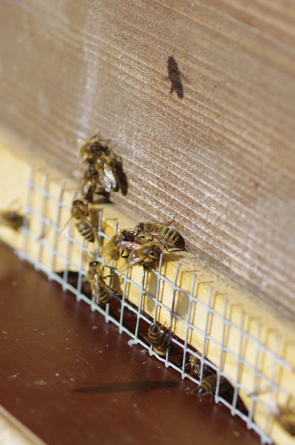 Beehive bee hives stock photo. Image of blue, grass, insect - 38561388