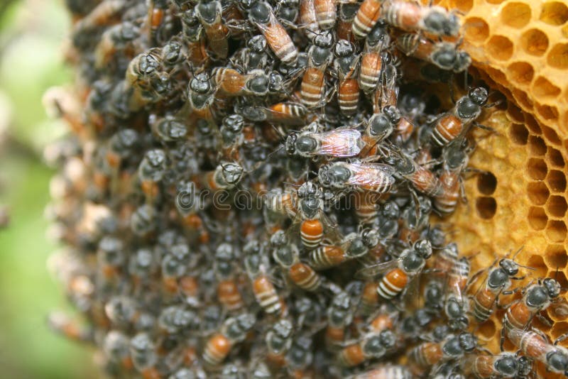 Beehive with bees stock image. Image of tamil, swarm - 21997633