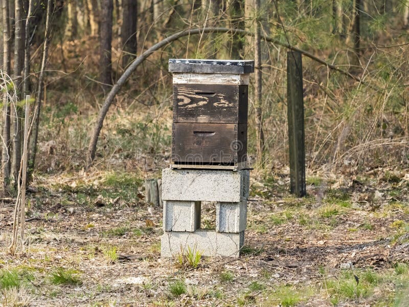 Beehive with Bees in an Apiary in the Forest, Horizontal Photo Stock ...