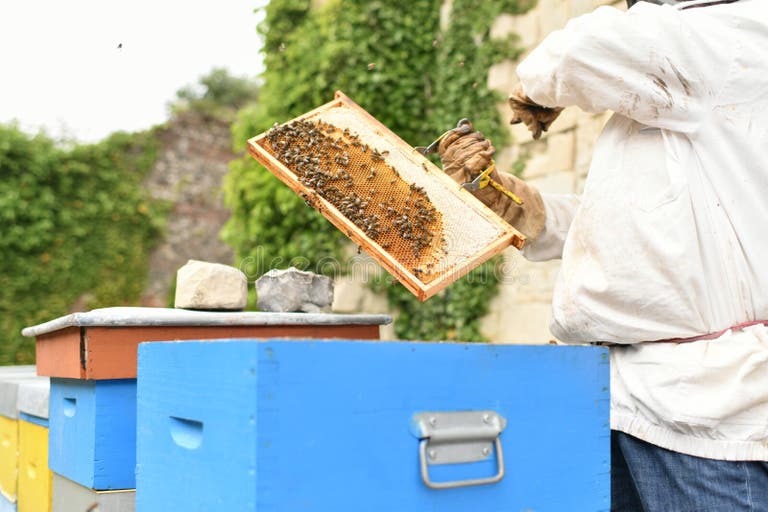 A Beehive with Bees. the Boxes with Bees Stock Image - Image of bees ...