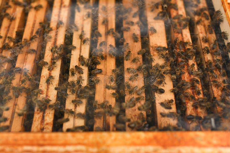 A Beehive with Bees. a Box with Bees Stock Photo - Image of farming ...