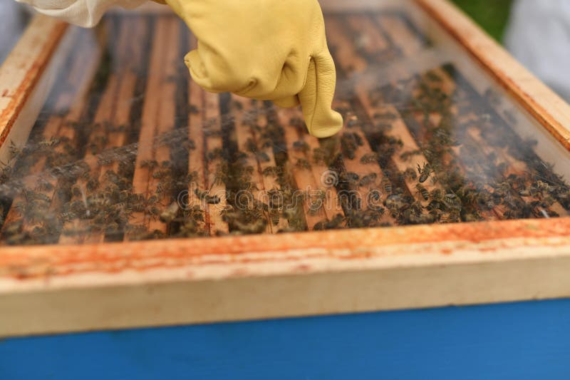 A Beehive with Bees. a Box with Bees Stock Image - Image of family ...