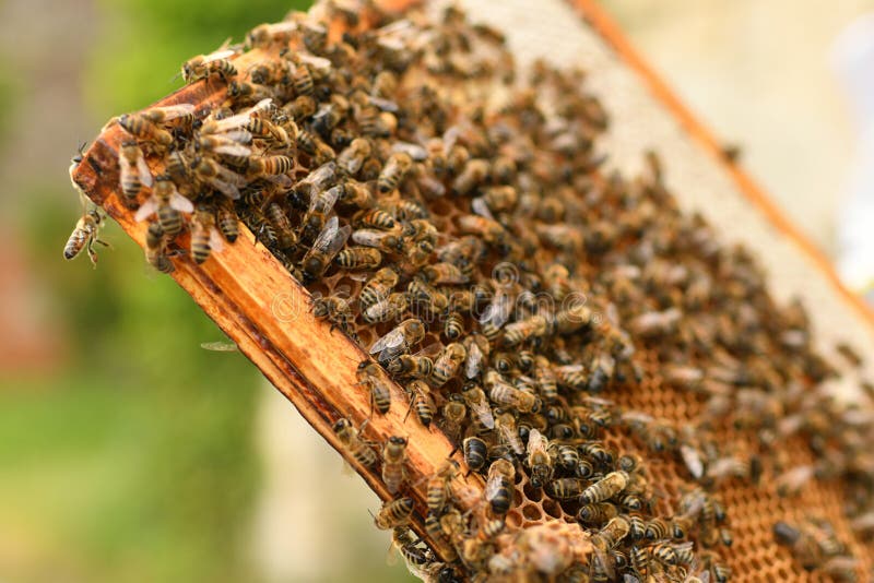 A Beehive with Bees. Close Up Macro Stock Image - Image of keepers ...