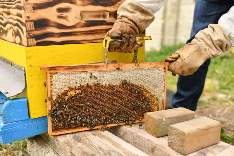 A Beehive with Bees. Close Up Macro Stock Image - Image of honeybee ...