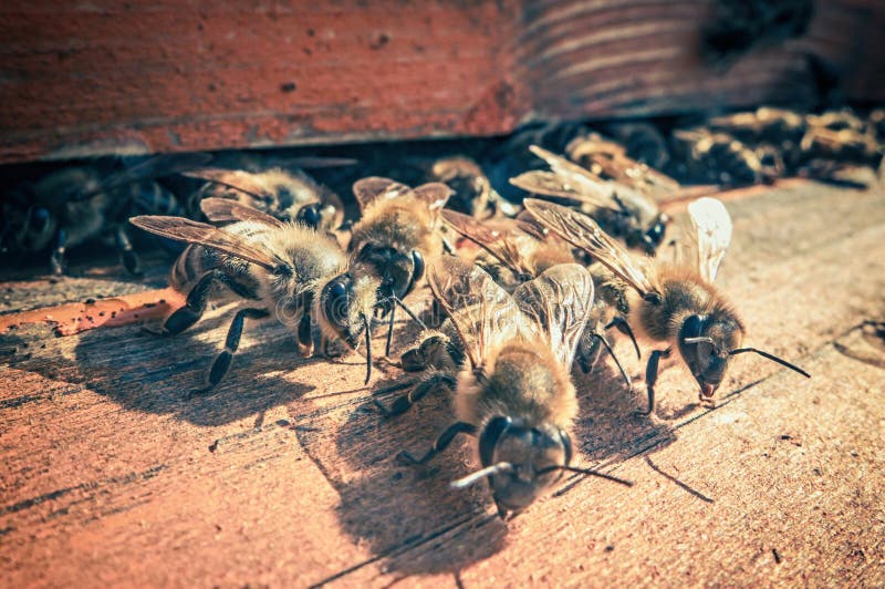 Young Man Holding Blueprint and High-fiving His Mentor Stock Photo ...