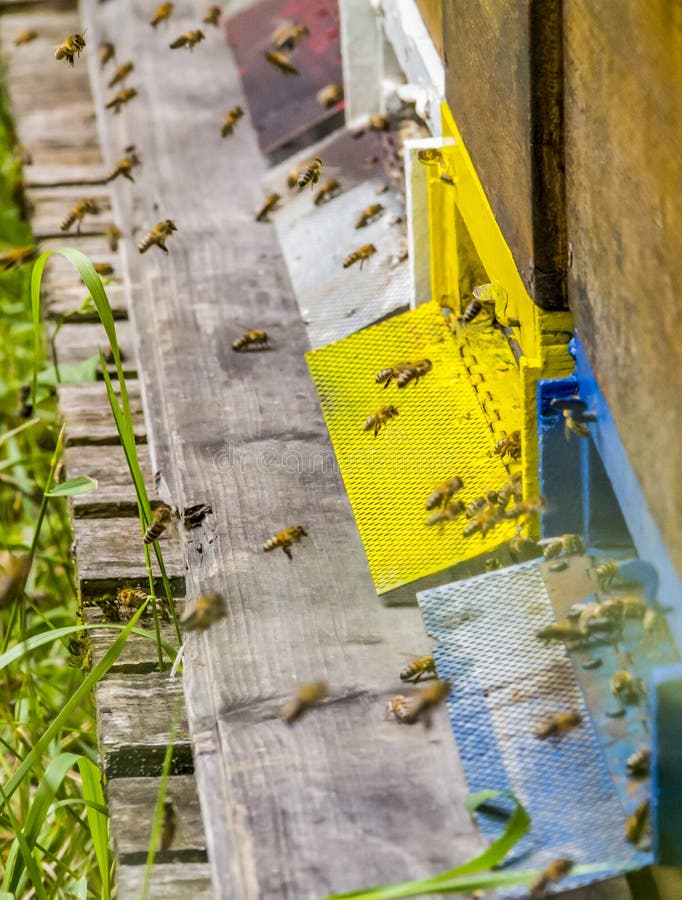 Beehive and bees stock photo. Image of beekeeping, beehive - 108311210