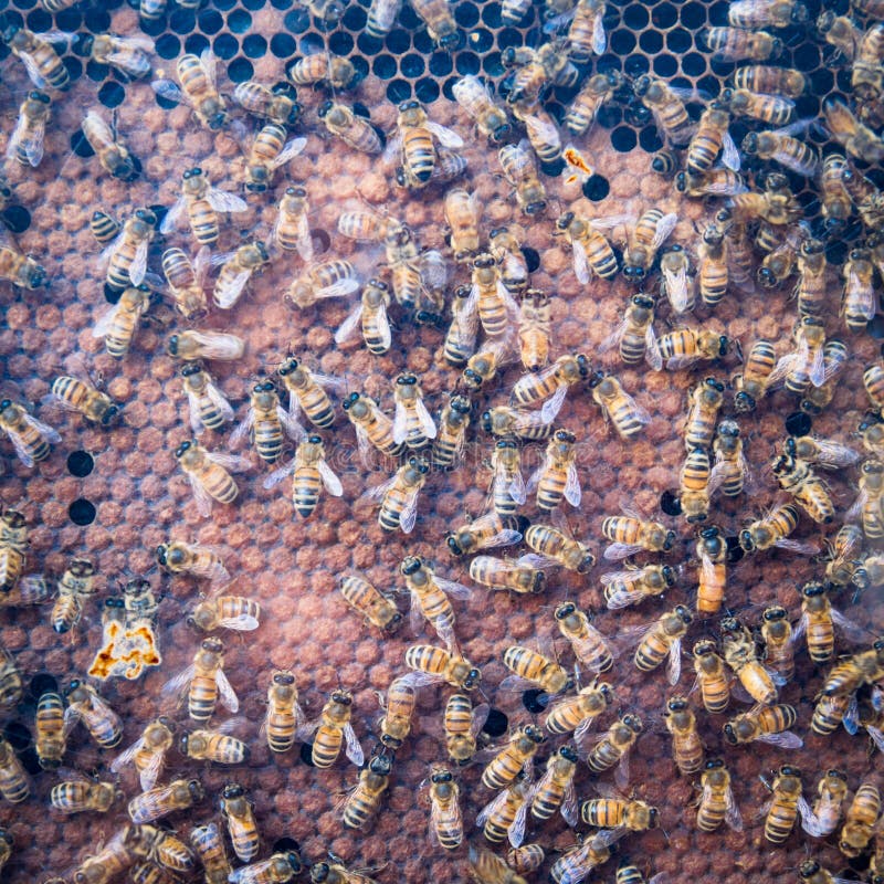 Beehive and Bees Exhibited in a Glass Case. Stock Image - Image of ...