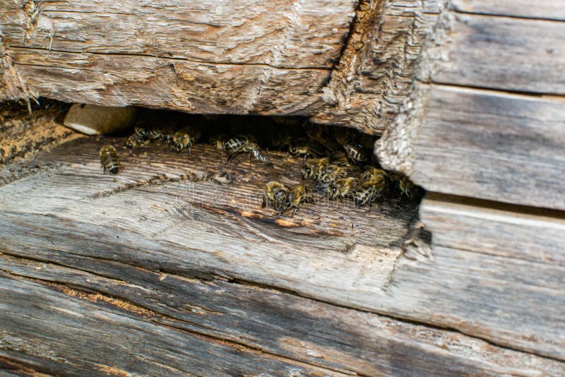Beehive for bees stock image. Image of beekeeping, beautiful - 77446295