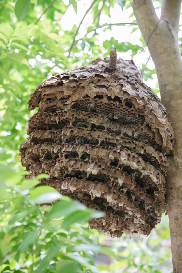 Real Beehive