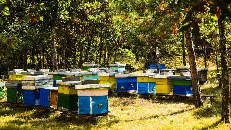 Beehive Boxes Placed in the Forest between the Trees on a Sunny Day ...