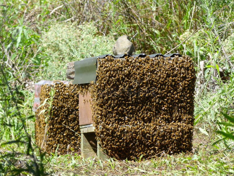 Beehive stock image. Image of buzz, hive, beehive, swarm - 72372911