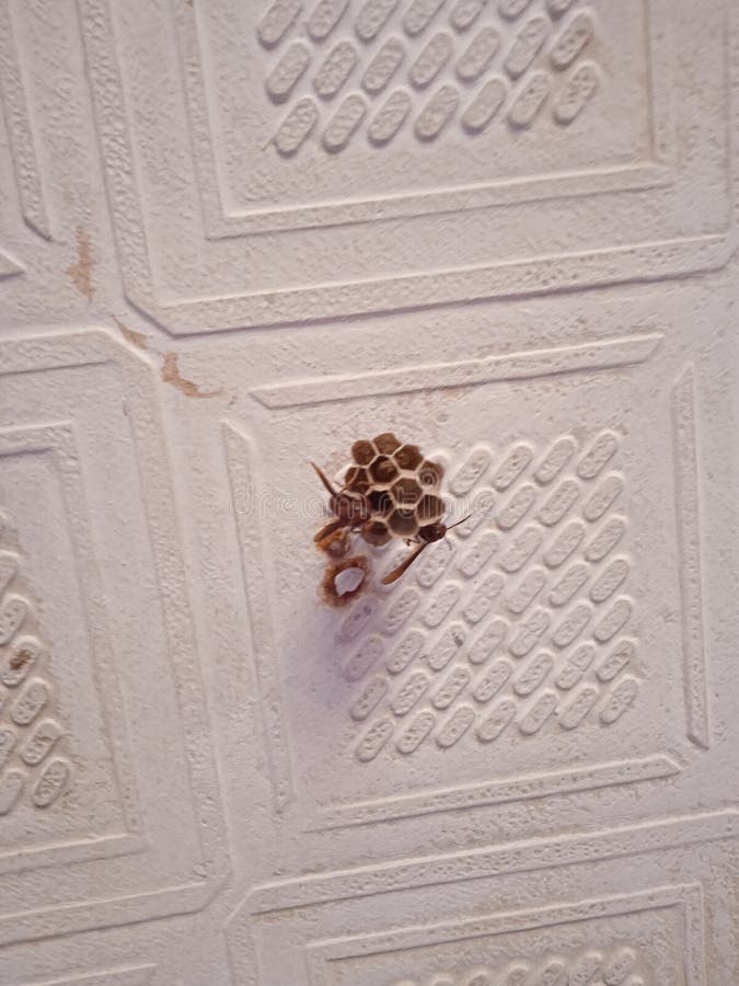 Bee hive beautiful stock photo. Image of hive, beautiful - 233820750