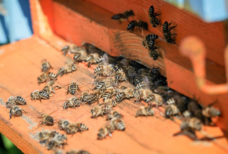 Beehive stock photo. Image of bees, beehive, invertebrate - 56067390