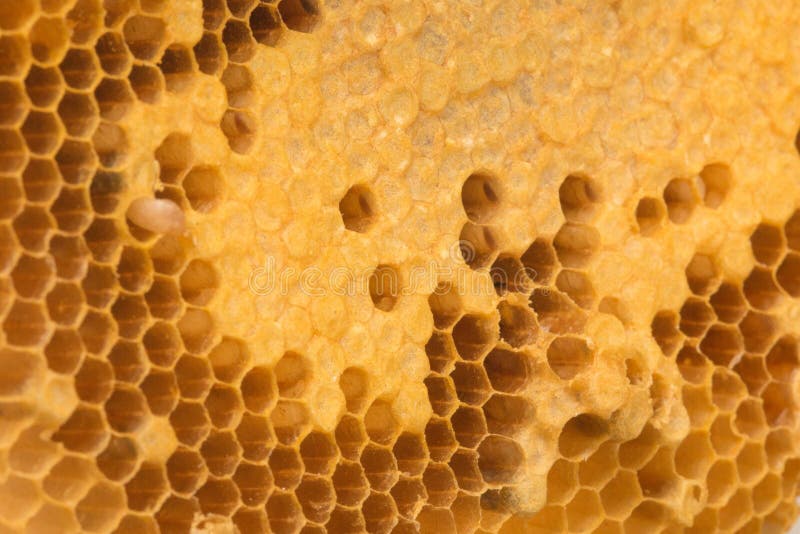 Beehive closeup picture stock image. Image of beehive - 253972039