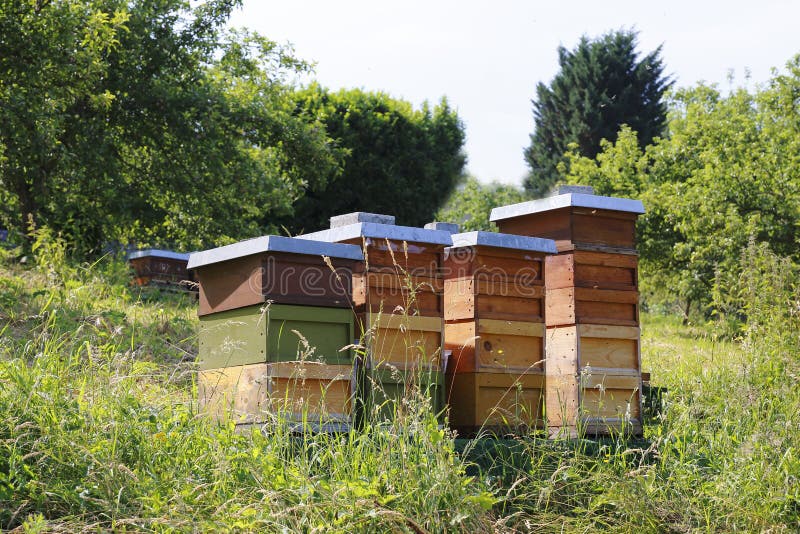 Beehive, Different Beehives on a Meadow Stock Image - Image of apple ...