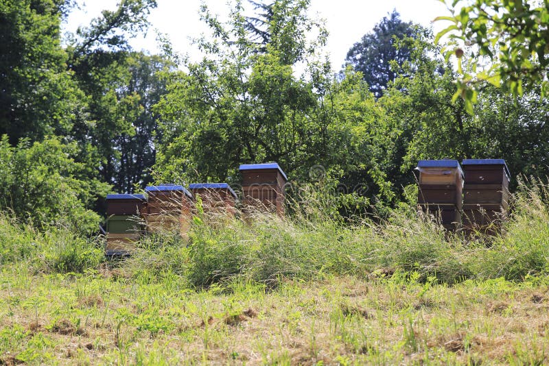 Beehive, Different Beehives on a Meadow Stock Image - Image of insect ...
