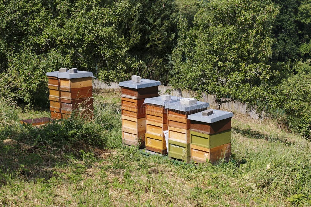 Beehive, Different Beehives on a Meadow Stock Image - Image of ...