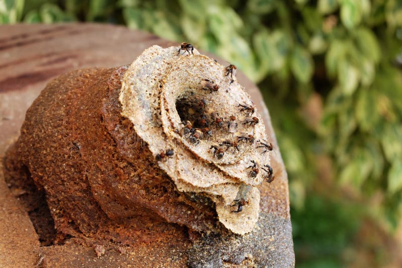 A Beehive is an Enclosed Structure in Which Honeybees Raise Their Young ...