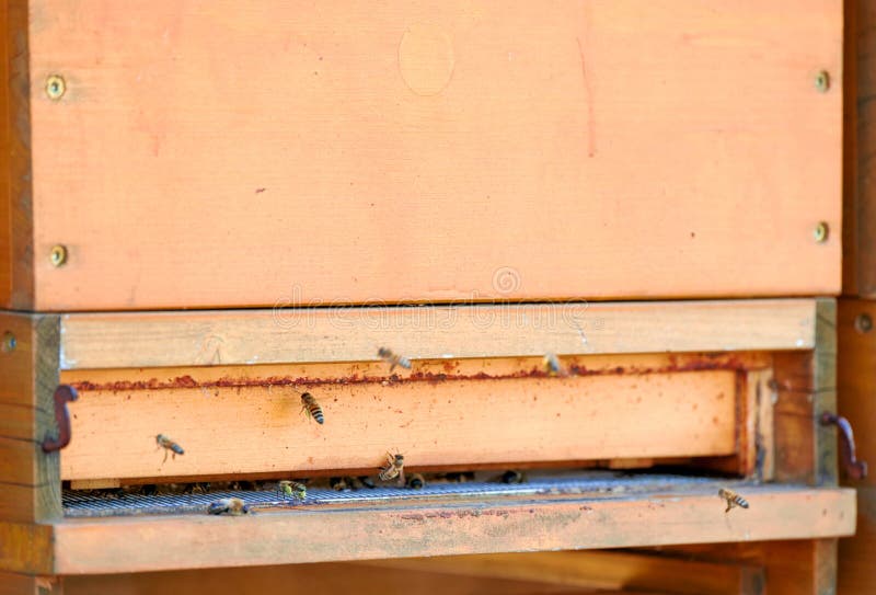 Beehive Entrance, Apiaries - Beehives with Bees Colony Stock Image ...