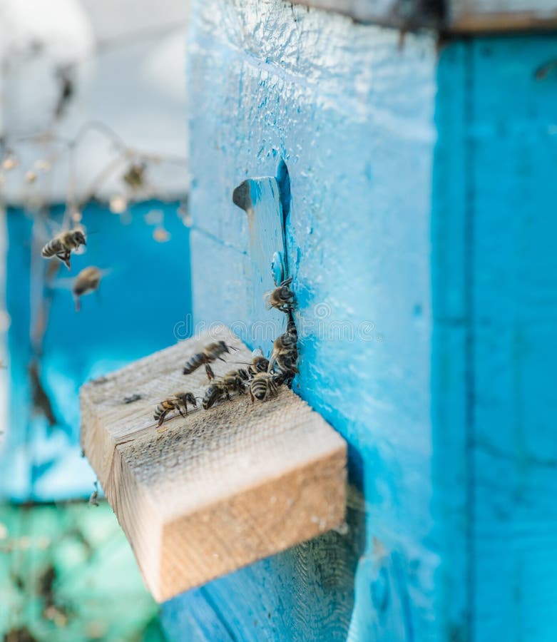 Hive Swarm To Make Increase From Colony Make Up A Nucleus Rearing Rotating Brood To Run A
