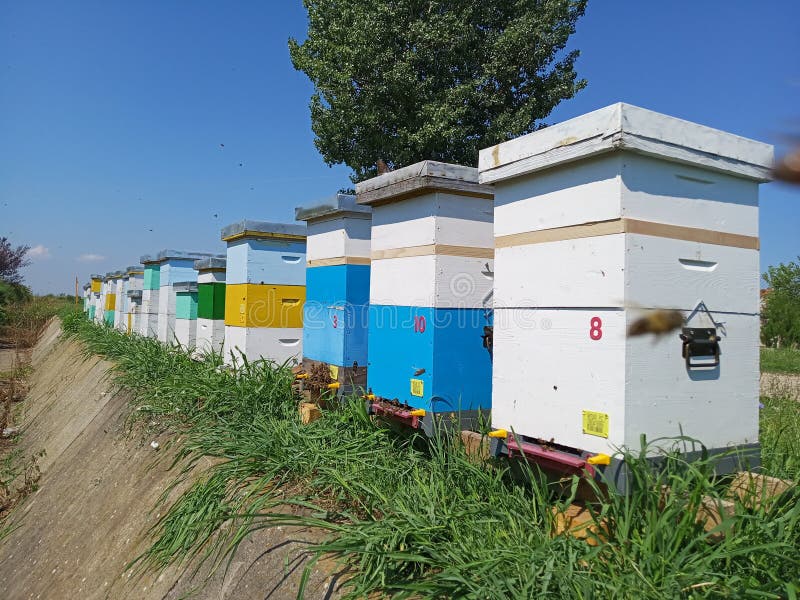 Beehive on field editorial stock image. Image of field - 192116974