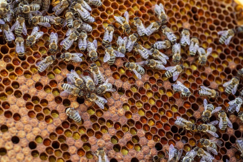 Beehive Frame Filled with Honeycombs and Busy Bees in Apiary in Summer ...