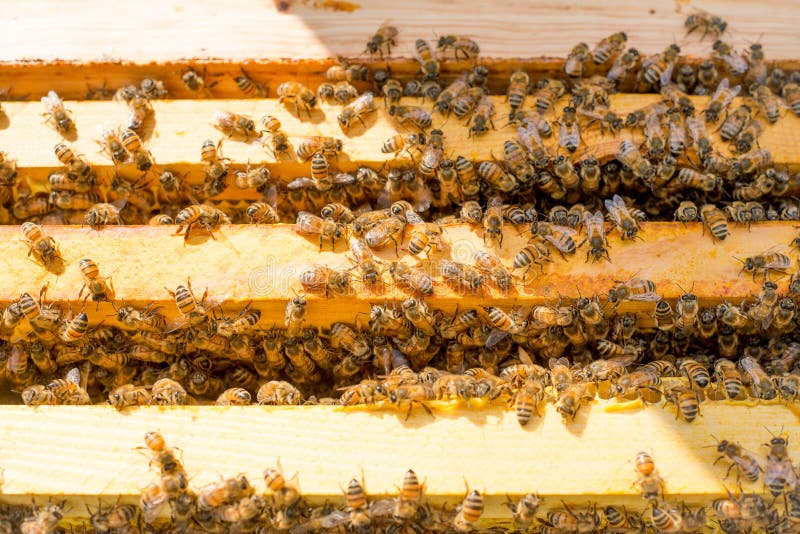Beehive with Frames Full of Bees Closeup Stock Photo - Image of animal ...