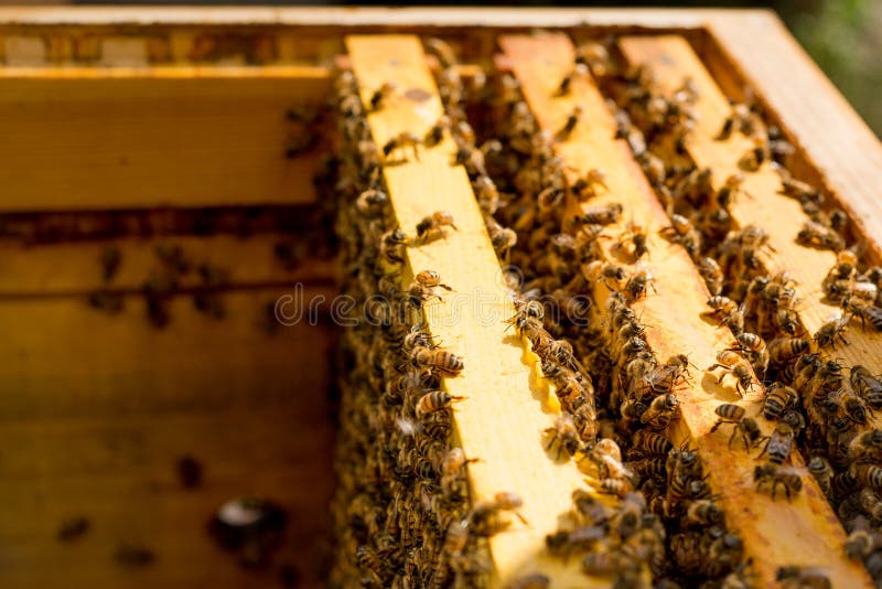 Beehive with Frames Full of Bees Closeup Stock Image - Image of ...