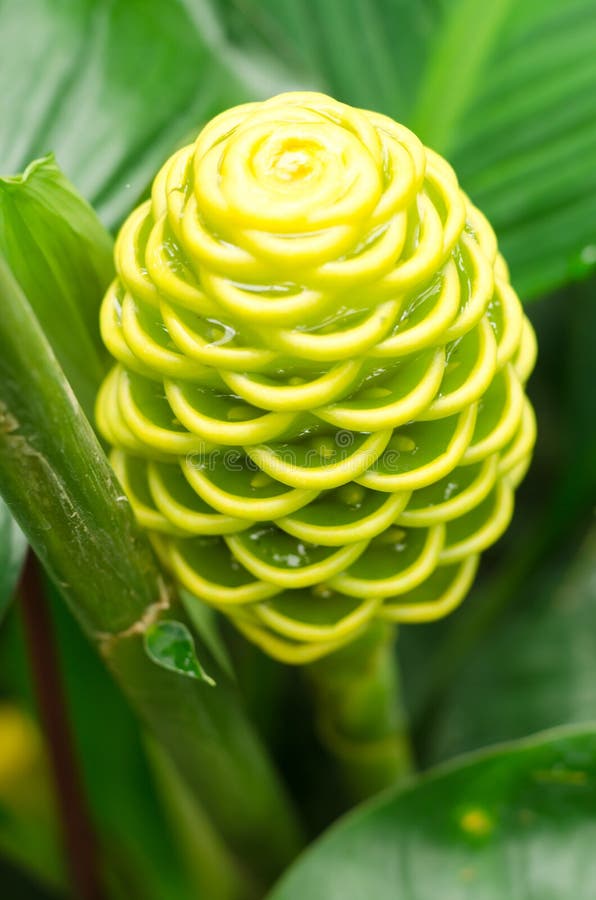 Beehive Ginger Plants stock photo. Image of pink, jungle - 25807334