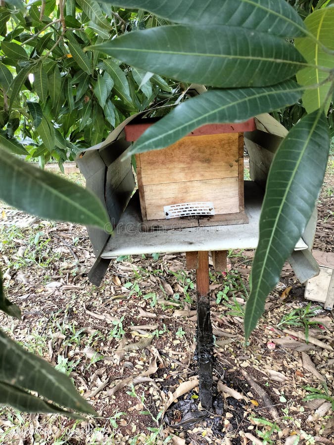 226 Mango Bee Stock Photos - Free & Royalty-Free Stock Photos from ...