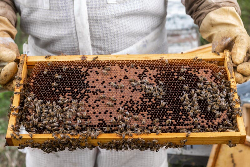 Beehive Honeycomb Held by Beekeeper Stock Photo - Image of wood ...
