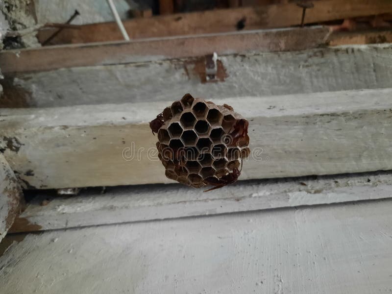 The beehive in the house stock photo. Image of flooring - 212858078