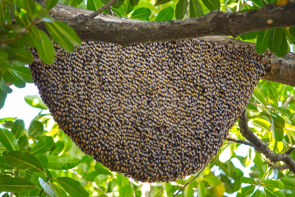Beehive stock photo. Image of freshness, insects, honeyed - 56299818