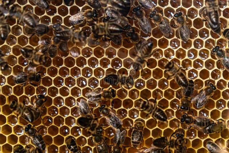 Beehive Interior Honey Bees Working on a Honeycomb Stock Image - Image ...