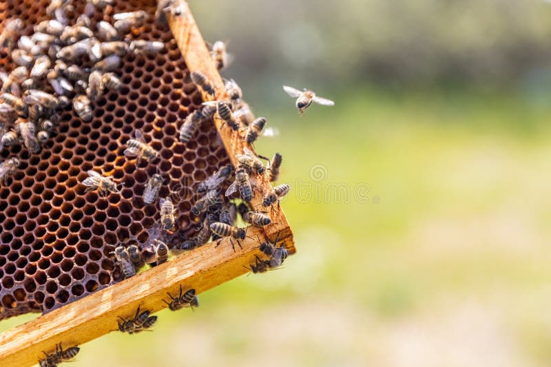 A Beehive Man-made Structure To House a Honey Bee Nest in Greek Fields ...
