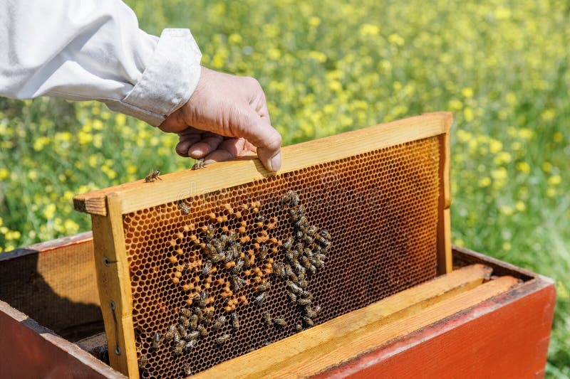 A Beehive Man-made Structure To House a Honey Bee Nest in Greek Fields ...